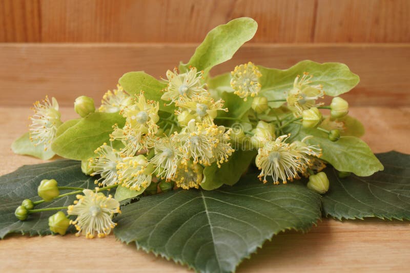 Plantas Medicinales - Flor Del Tilo Foto de archivo - Imagen de terapia ...