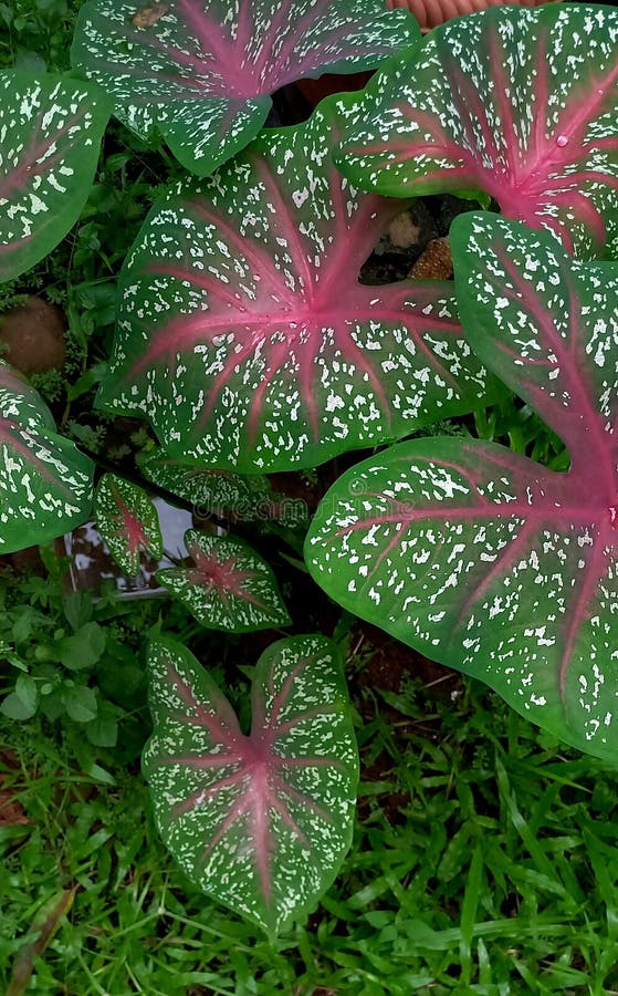 Plantas Ornamentais De Folha Verde Rosa Imagem de Stock - Imagem de ...