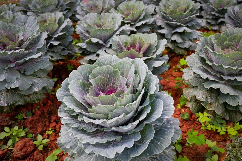 Plantas Ornamentales De La Col Imagen de archivo - Imagen de ornamental ...