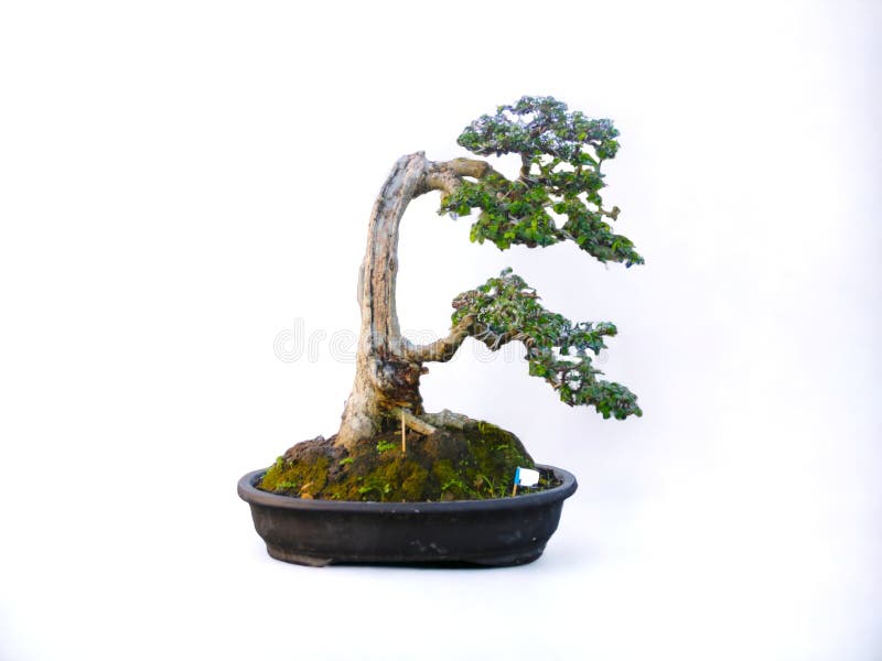 Plantas Ornamentales Mini Bonsai Foto de archivo - Imagen de mini ...