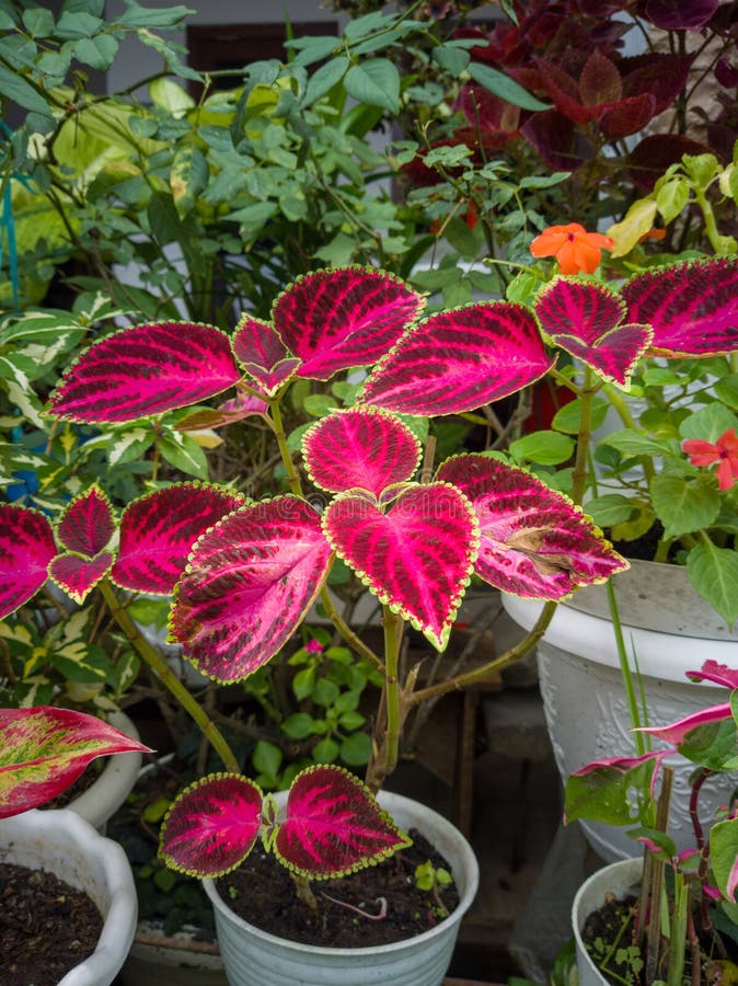 Plantas Ornamentales Para Jardines Y Jardines Imagen de archivo ...