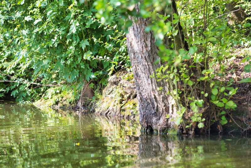 Plantas Que Crecen En El Lago Imagen de archivo - Imagen de ocio ...