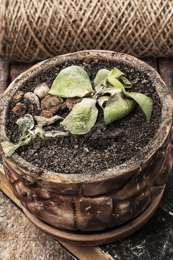 Plantas que marchitan foto de archivo. Imagen de planta - 39298484