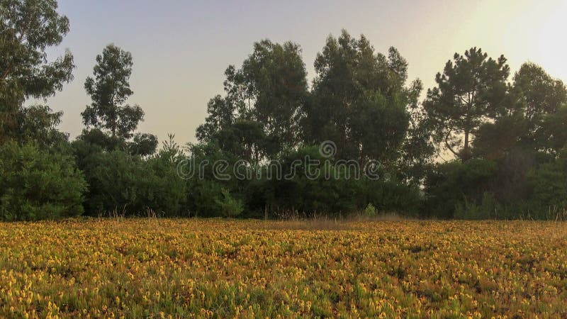 Plantas que se marchitan foto de archivo. Imagen de escena - 126810204