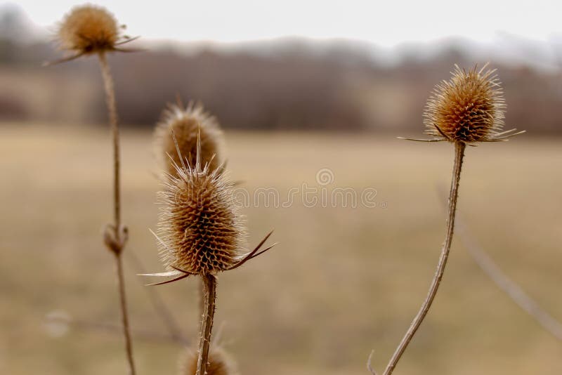 Plantas Secas En La Naturaleza Foto de archivo - Imagen de escénico ...