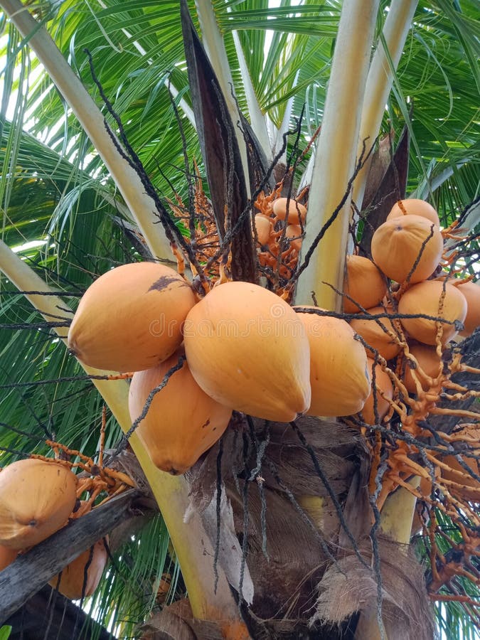 Plantas Tropicales De Coco Y Fruta Foto de archivo - Imagen de plantas ...