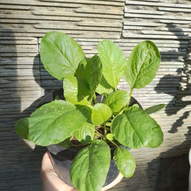 Plantas Vegetales Mostaza Verde Foto de archivo - Imagen de verde ...