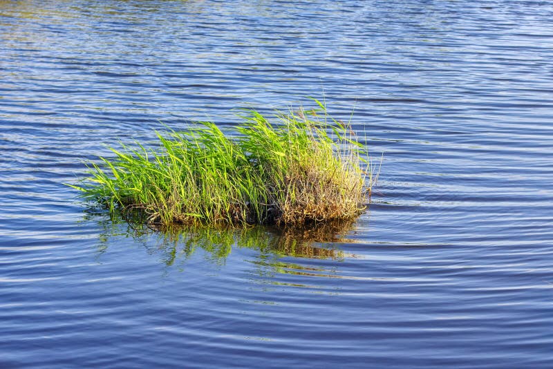 Plantas verdes en el lago imagen de archivo. Imagen de arena - 136470679