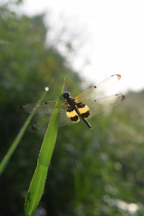 Plantas y animales foto de archivo. Imagen de parque - 82194588