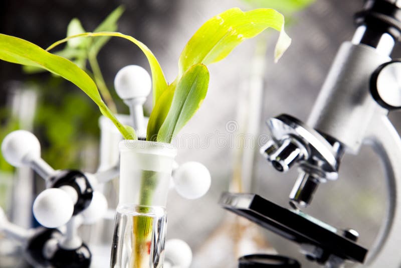 Trabajo En Un Laboratorio Y Plantas Foto de archivo - Imagen de ...