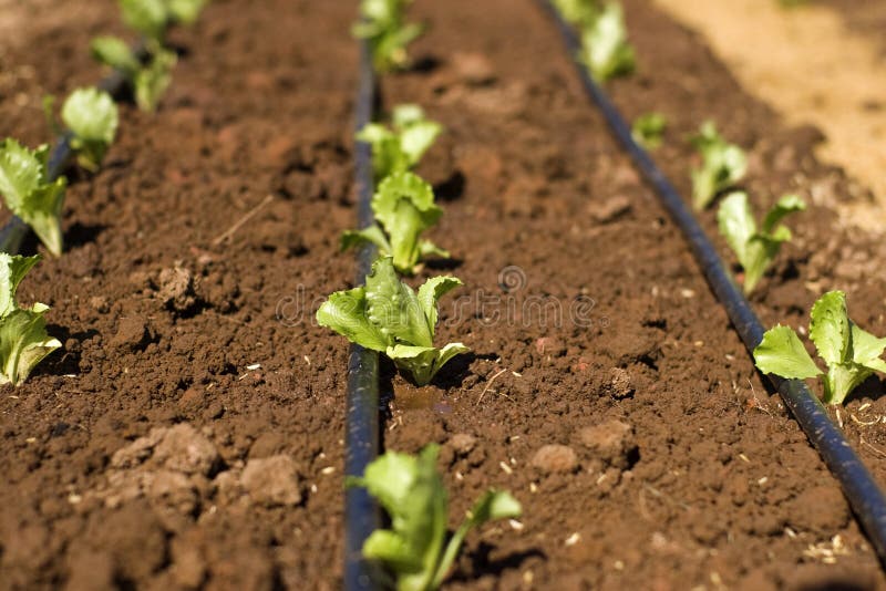 Plantation stock image. Image of rural, leaves, garden - 6663845