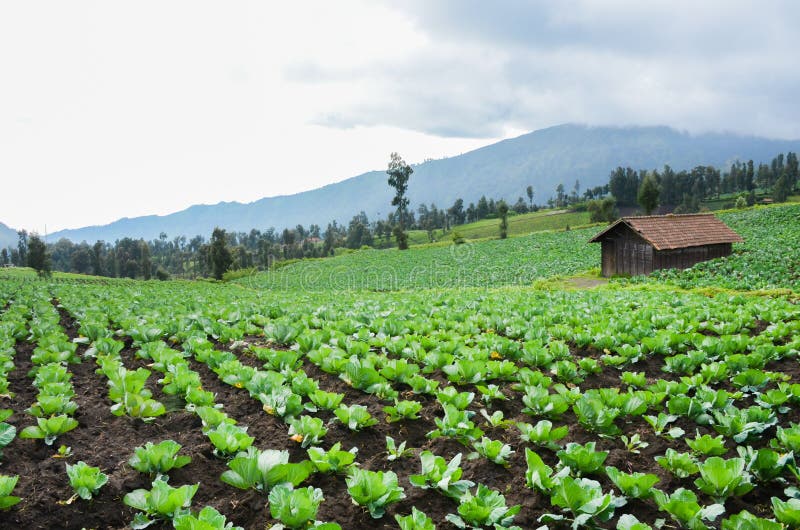 Plantation Area on Top of the Hill Stock Photo - Image of cameron ...