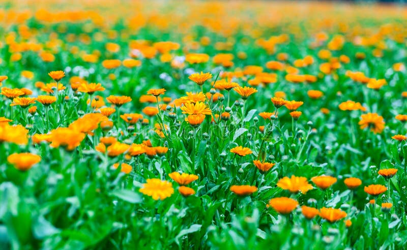 Plantation of Beautiful Calendula for Medicinal Preparation Stock Photo ...