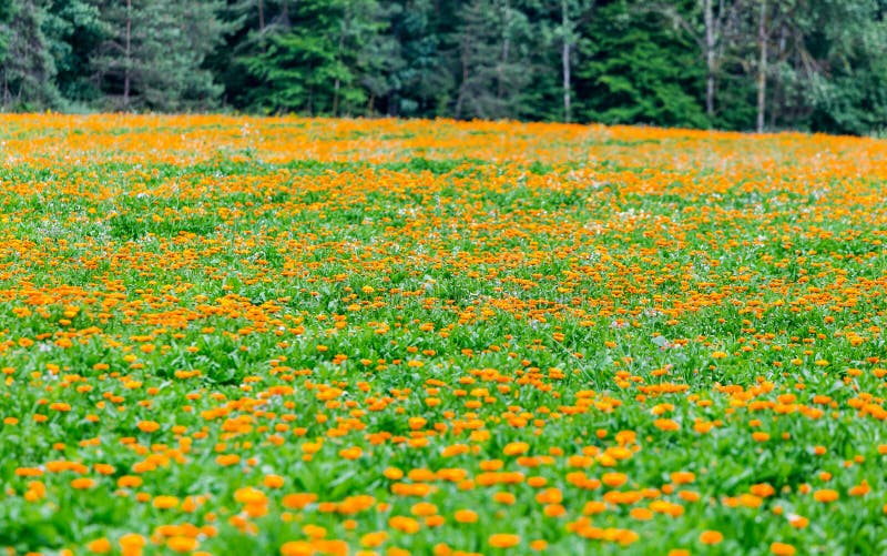 Plantation of Beautiful Marigold for Medicinal Preparation Stock Photo ...