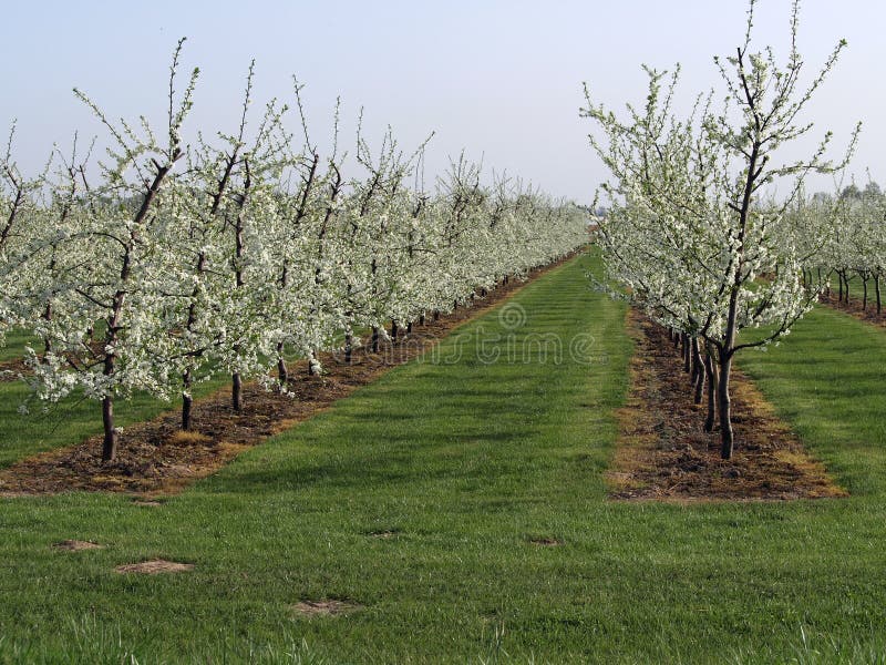 Plantation with Blooming Fruit Trees Stock Image - Image of shadow ...