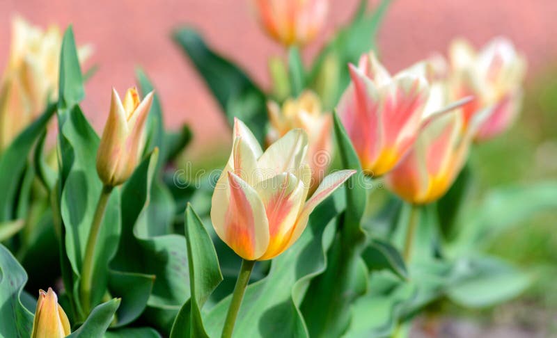 Plantation of Blooming Tulips Stock Image - Image of annual, garden ...