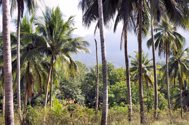 Plantation of Coconut Trees. Farm. Palawan Island. Stock Photo - Image ...