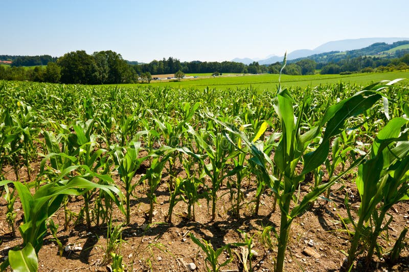 Plantation of Corn stock photo. Image of agriculture - 23666856