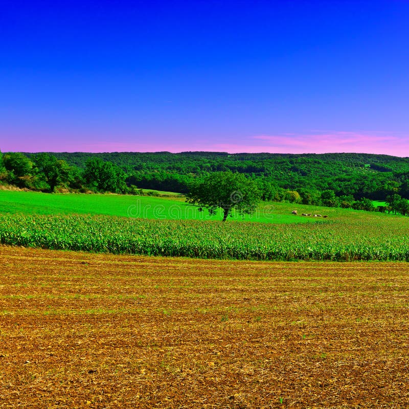Plantation stock image. Image of french, fall, forest - 261571981