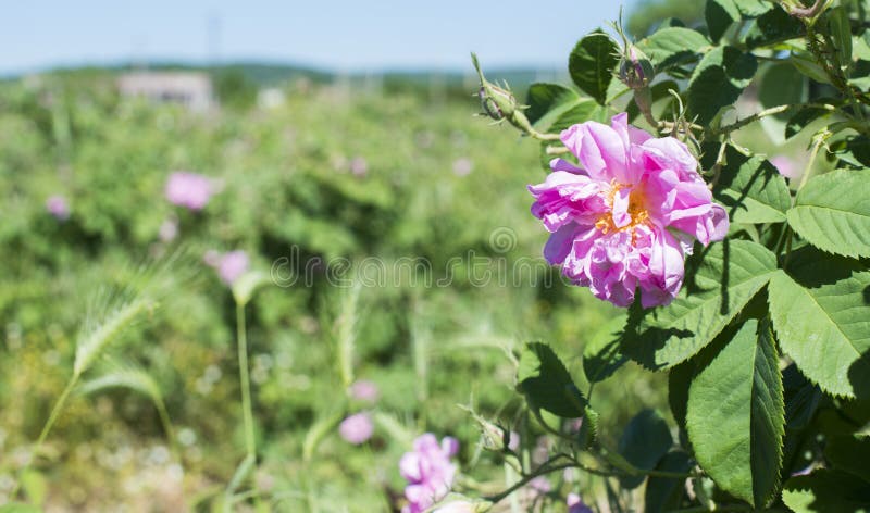 Plantation crops roses stock photo. Image of gardening - 31062450