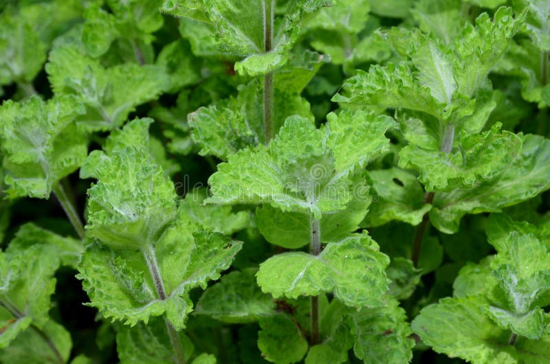 Mint plantation stock photo. Image of foliage, food, agriculture - 49083914
