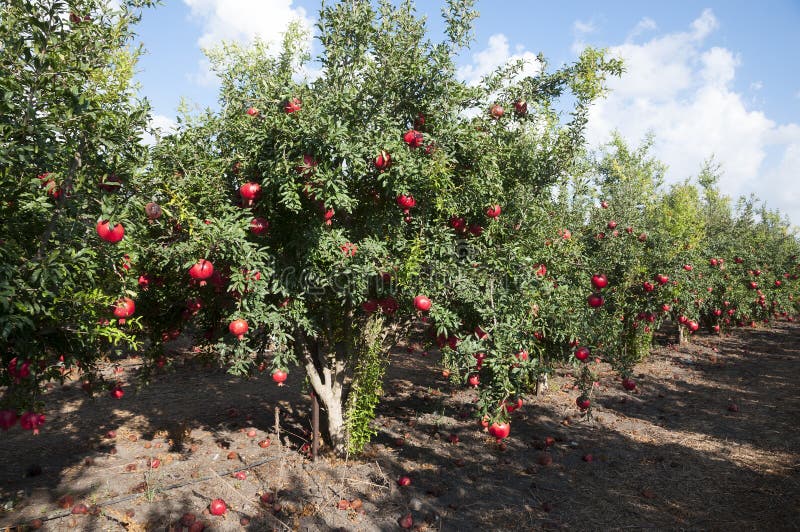 Plantation D'arbre De Grenade Image stock - Image du zone, dessert ...