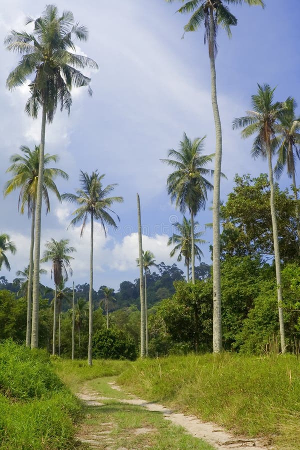 Plantation D'arbre De Noix De Coco Image stock - Image du coconut ...
