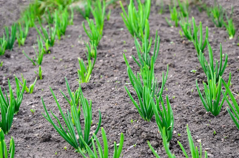 Oignon dans un potager photo stock. Image du vert, zone - 25194580
