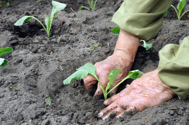 Plantation D'une Plante De Chou Photo stock - Image du vert, origine ...