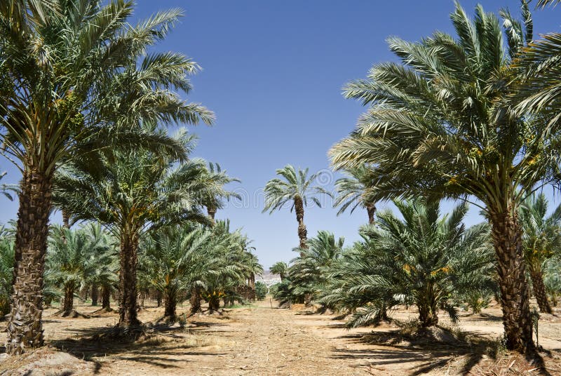 Palm Trees Negev Desert in Israel Stock Photo - Image of environmental ...