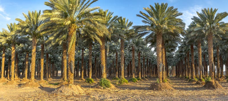 Plantation of Date Palms, Middle East Stock Image - Image of earth ... Plantation of Date Palms, Middle East Stock Image - Image of earth ...