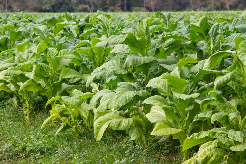 Plantation De Champ De Tabac Image stock - Image du nature, tabac: 78488709