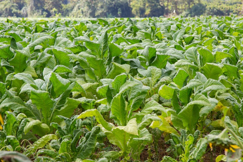 Plantation De Champ De Tabac Image stock - Image du nature, tabac: 78488709