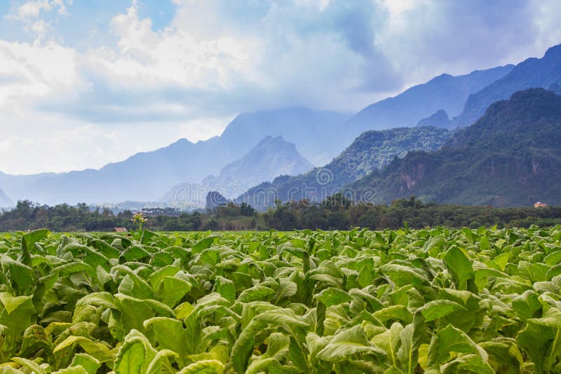 Plantation De Champ De Tabac Image stock - Image du nature, tabac: 78488709