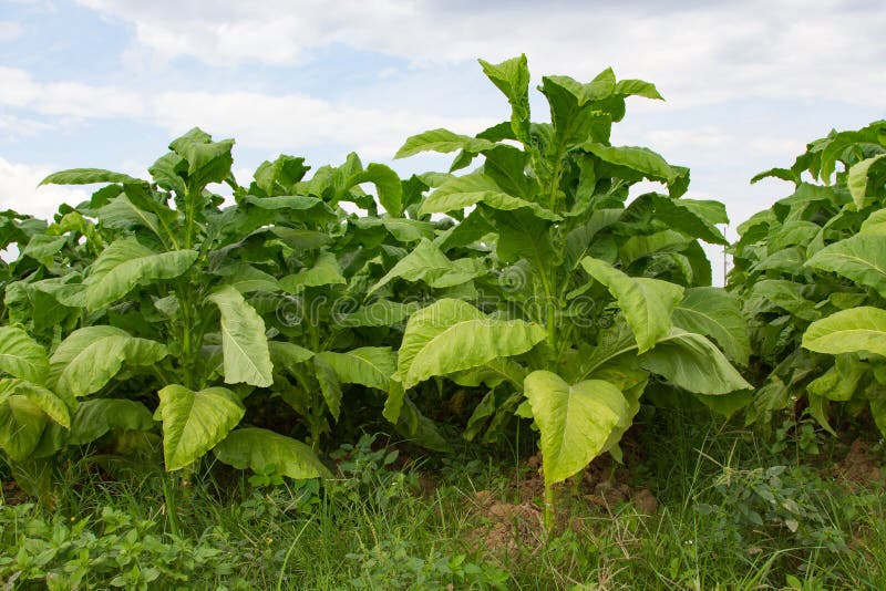 Plantation De Champ De Tabac Image stock - Image du nature, tabac: 78488709