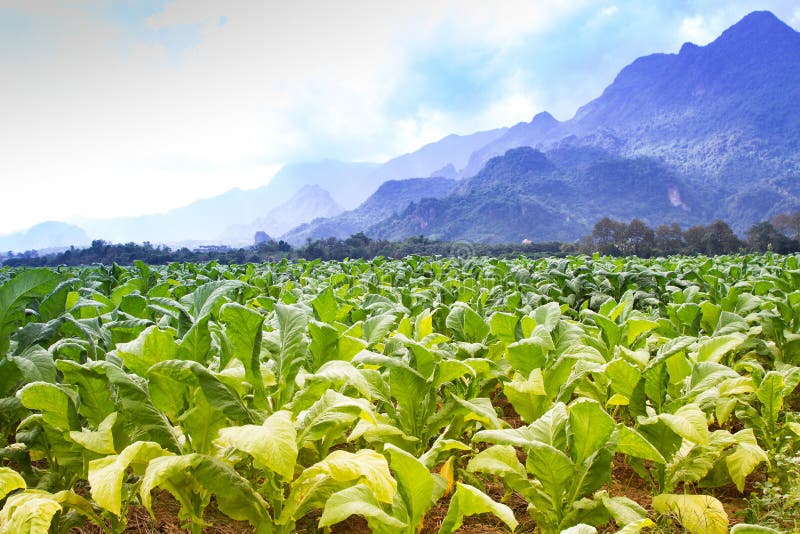 Plantation De Champ De Tabac Image stock - Image du nature, tabac: 78488709