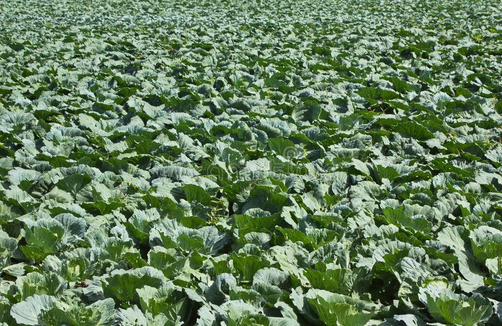 Plantation de chou image stock. Image du jardin, cuisinier - 23520685