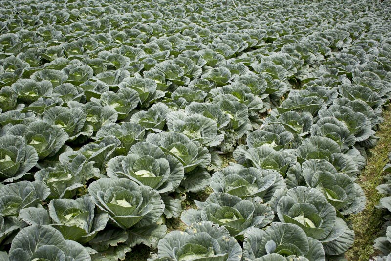 Plantation De Chou Le Chou Vert Part Dans Le Jardin Photo stock - Image ...