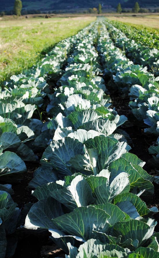 Plantation de chou rouge image stock. Image du côté, large - 30462901