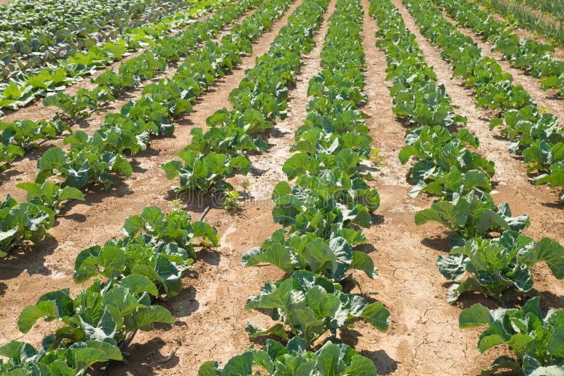 Plantation de chou image stock. Image du agriculture - 45540173