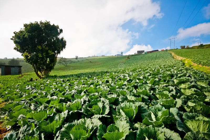 Plantation De Chou Le Chou Vert Part Dans Le Jardin Photo stock - Image ...