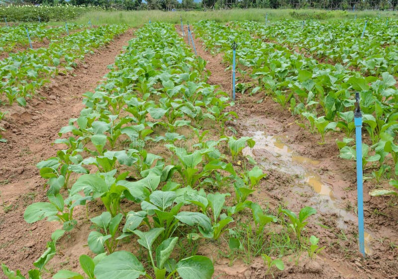 Plantation De Chou De Chine Photo stock - Image du lame, zone: 40102572
