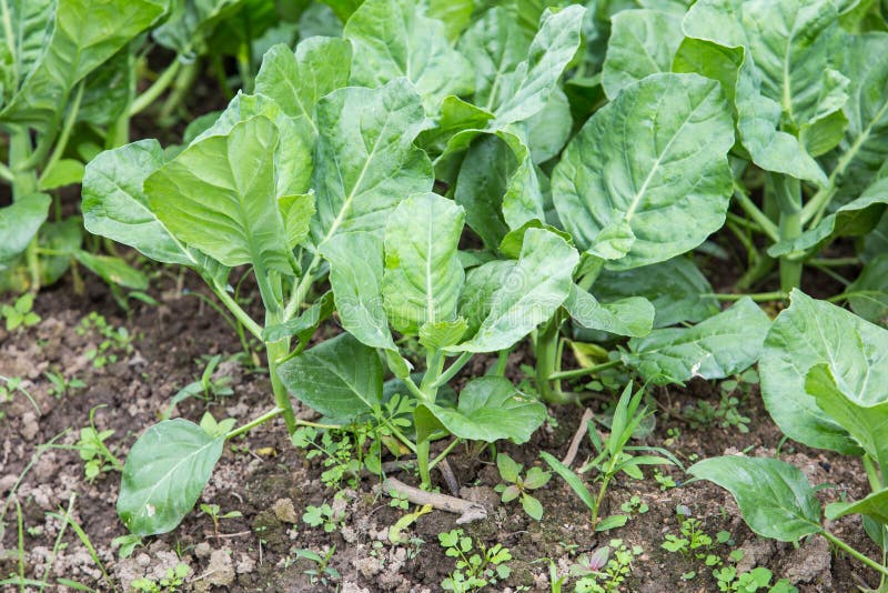 Plantation de chou frisé image stock. Image du ingrédient - 44585041