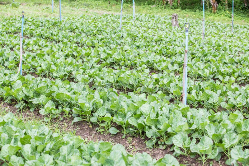 Plantation de chou frisé photo stock. Image du produit - 44585042