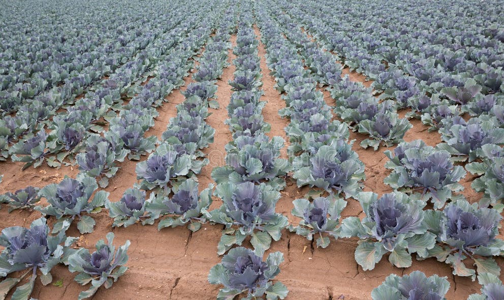 Plantation de chou rouge photo stock. Image du large - 30370212