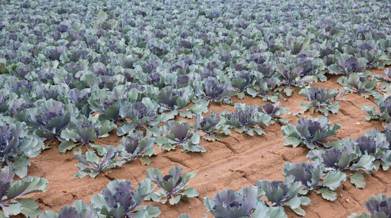 Plantation de chou rouge image stock. Image du côté, large - 30462901