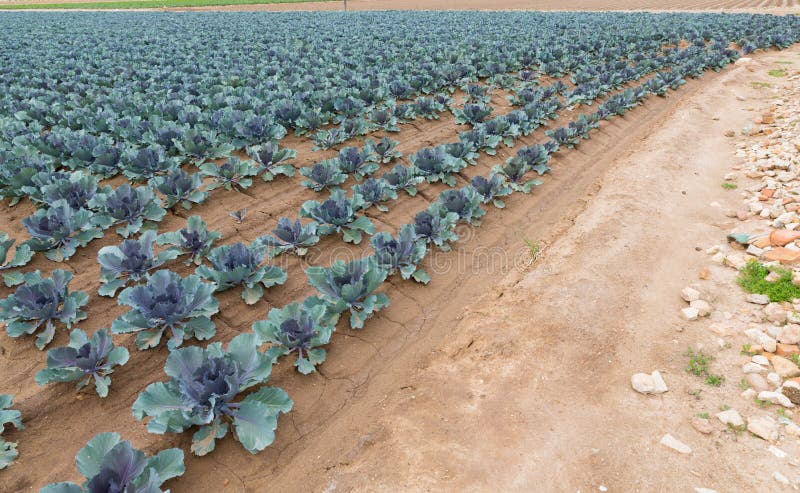 Plantation de chou rouge image stock. Image du côté, large - 30462901