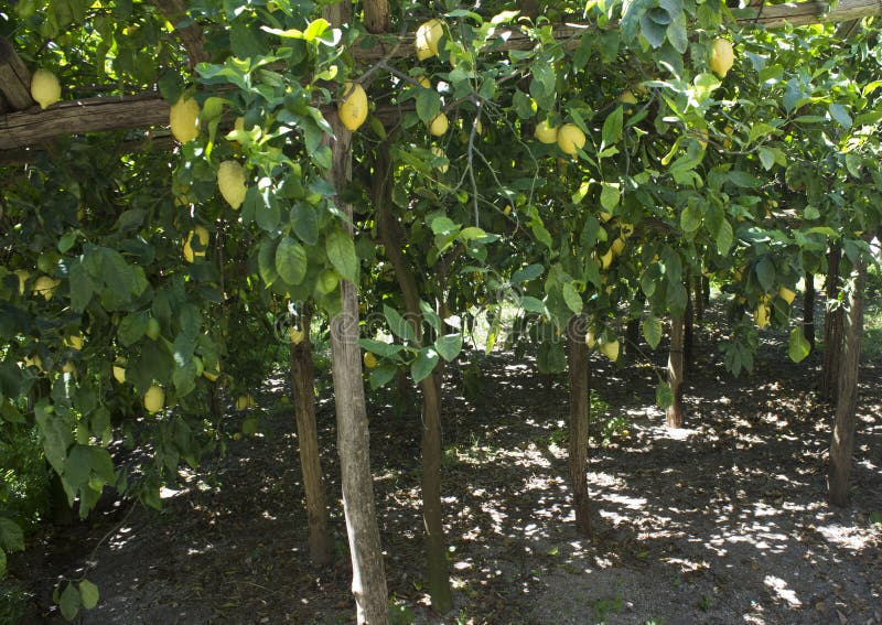 Plantation de citron photo stock. Image du vert, lakeside - 44166368