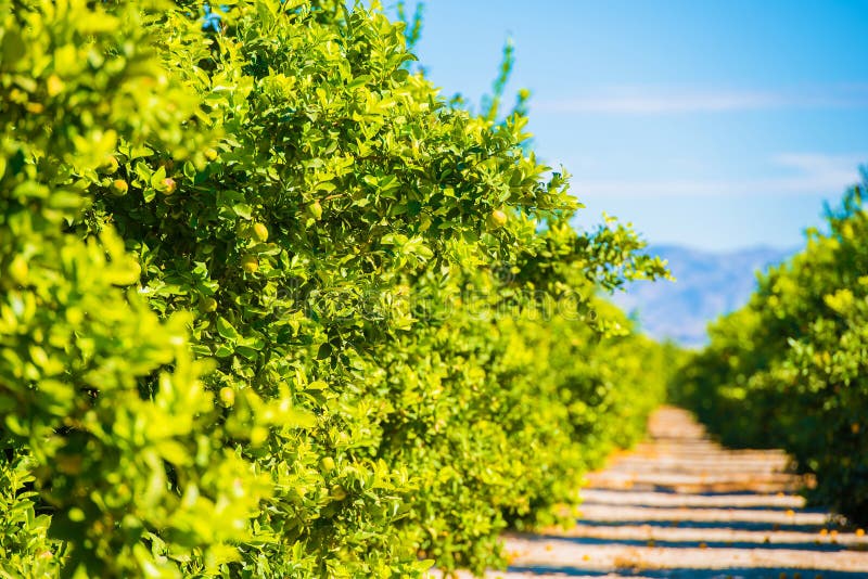 Plantation de citron photo stock. Image du vert, lakeside - 44166368
