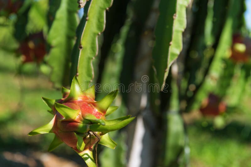 Fruit Du Dragon Asiatique Pitaya Sur La Vigne De Liane De Monstera ...